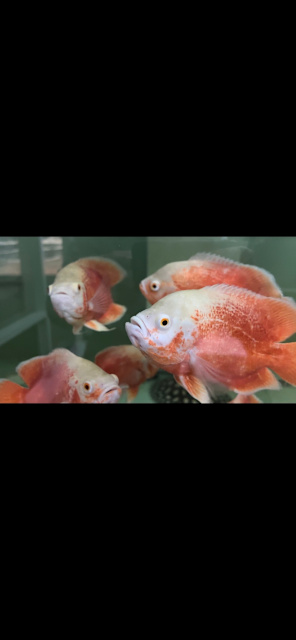 Albino blood red Oscars | Fish | Gumtree Australia Adelaide City ...