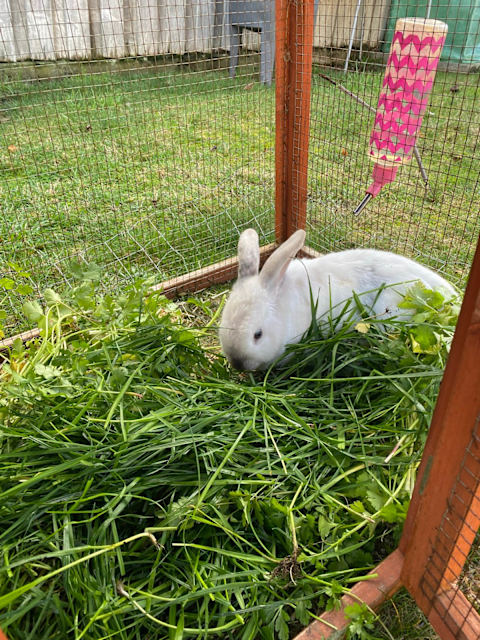 Female 3 year old rabbit | Rabbits | Gumtree Australia Launceston Area ...