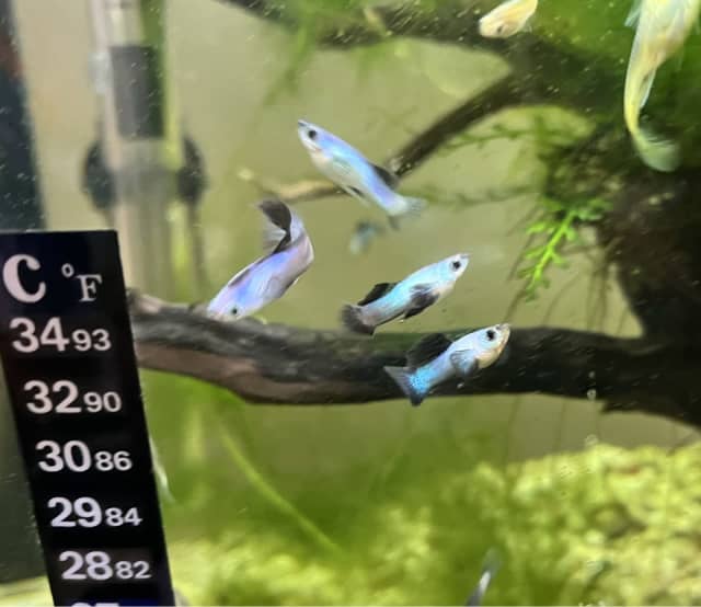 Dwarf Blue Panda Guppy Pairs | Fish | Gumtree Australia Stirling Area ...