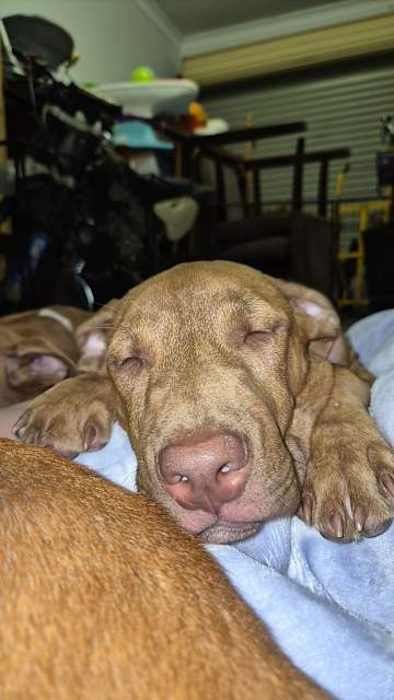 Male staffy x pups - needing forever homes asap | Dogs & Puppies ...