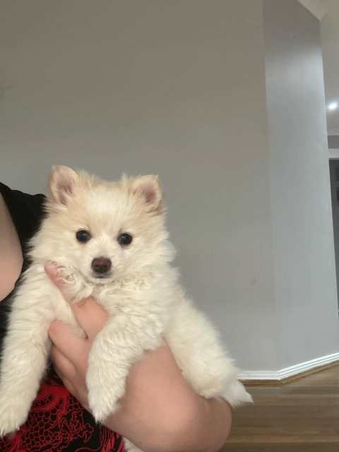 Pomeranian puppies | Dogs & Puppies | Gumtree Australia Latrobe Valley ...
