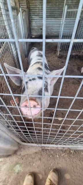 Pigs for Sale | Livestock | Gumtree Australia Ipswich City - Marburg ...