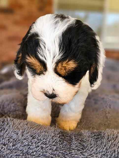 Par Annette Miniature Cavoodles (Est.1968) - 1 puppy remaining | Dogs ...