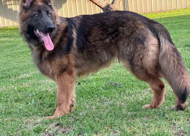 Rare Long Hair Blue German Shepherd Puppies | Dogs & Puppies | Gumtree Australia South Canberra ...