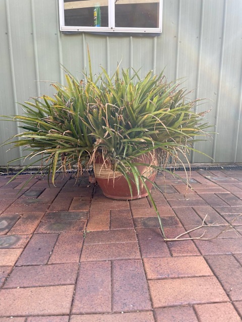FREE pot plants - Plants in Lowood QLD | Gumtree Australia
