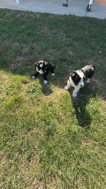 Smithfield pups | Dogs & Puppies | Gumtree Australia Southern Midlands ...