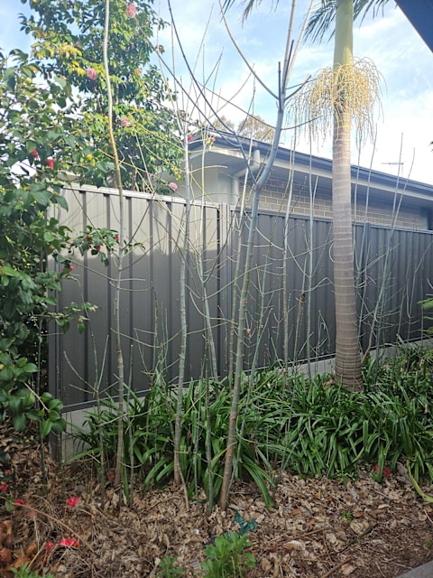 93 Maple Trees 🍁 30 cm to over 3 metres in height - Plants in Lockleys ...