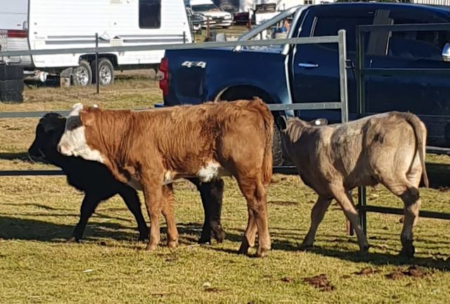 Young weaned beef heifers | Livestock | Gumtree Australia Southern ...