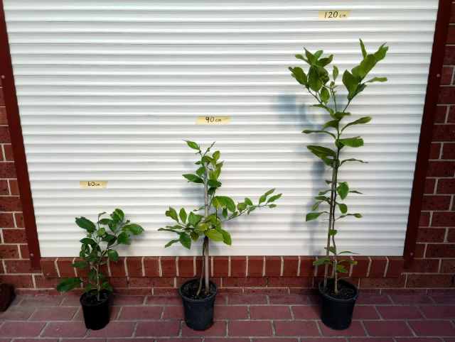 Eureka lemon trees $10 - $30 - Plants in Bundoora VIC | Gumtree Australia