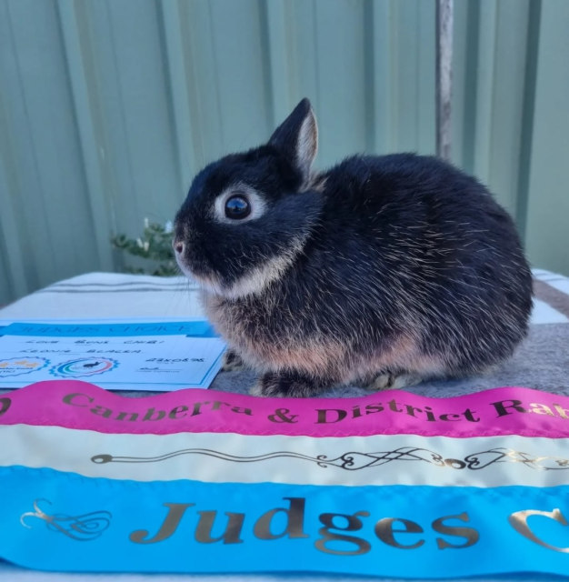 Netherland Dwarf Rabbit | Rabbits | Gumtree Australia Nowra-Bomaderry ...