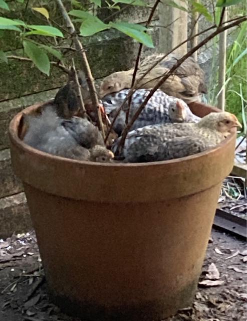 Pair (1 male & 1 female) of Six Week Old Golden Legbar Chicks $70 ...