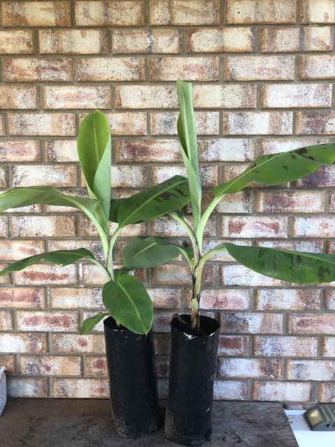 Cavendish banana trees - Plants in Collingwood Park QLD | Gumtree Australia