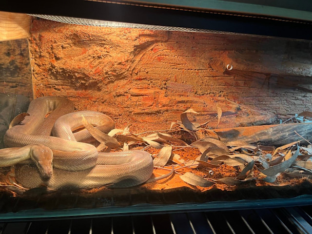 Olive Python and Enclosure | Reptiles & Amphibians | Gumtree Australia ...