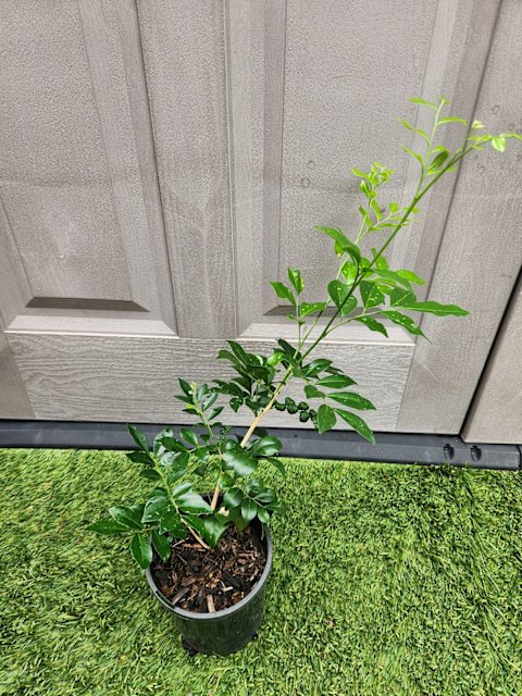 Murraya Paniculata 140mm Pots - Plants in Menai NSW | Gumtree Australia