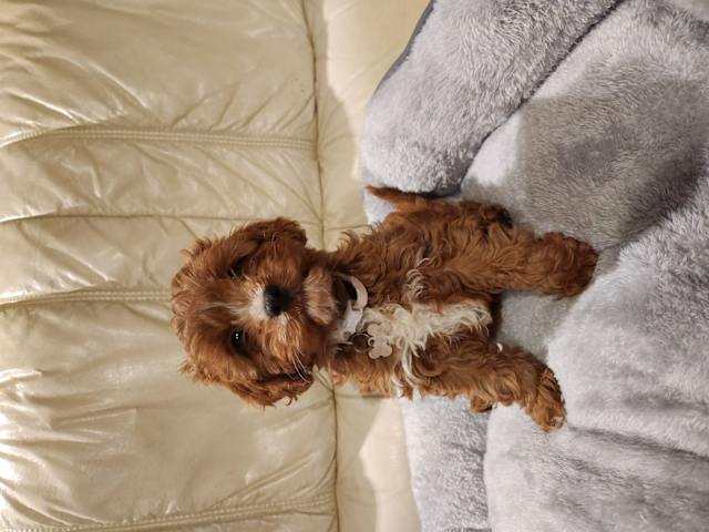 2 Beautiful GIRLS Cavoodle (first generation) puppies for sale! | Dogs ...