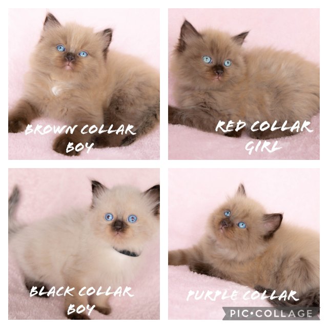 RARE Mink and Traditional Ragdoll Kittens | Cats & Kittens | Gumtree ...