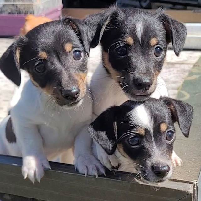 Mini Foxie Puppies | Dogs & Puppies | Gumtree Australia Hawkesbury Area ...