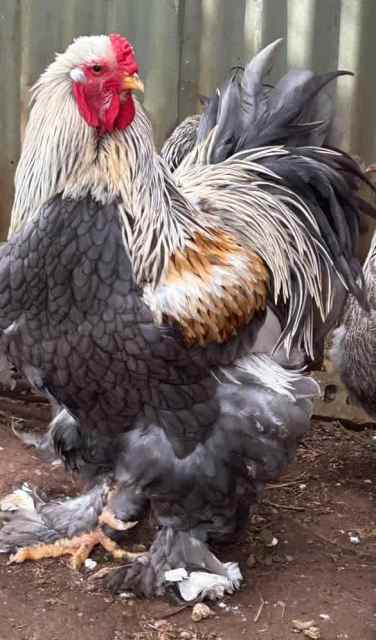 Pure bred brahma chickens. Show quality. Hens, roosters, pullets ...