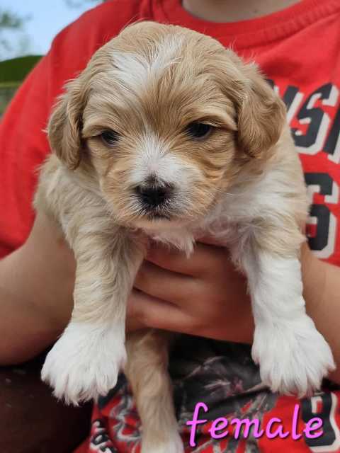 🐶 Shoodle Puppies 🐶 (shih Tzu x Poodle) | Dogs & Puppies | Gumtree ...