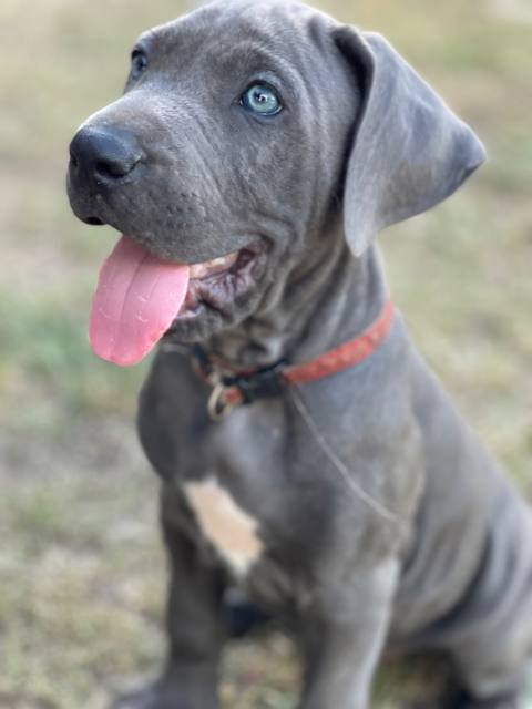 Neapolitan Mastiff x Bull Arab Puppies ONLY 1 LEFT | Dogs & Puppies ...