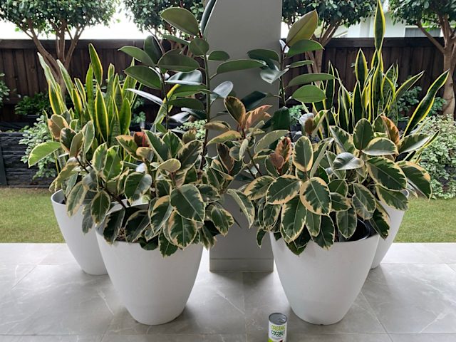 Ficus Tineke Variegated - Plants in Redcliffe QLD | Gumtree Australia