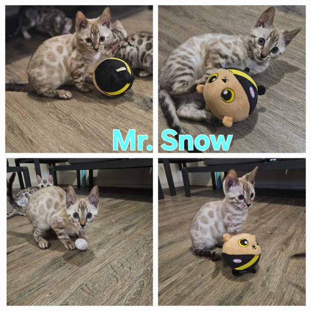 Bengal kittens pedigree | Cats & Kittens | Gumtree Australia Cardinia ...