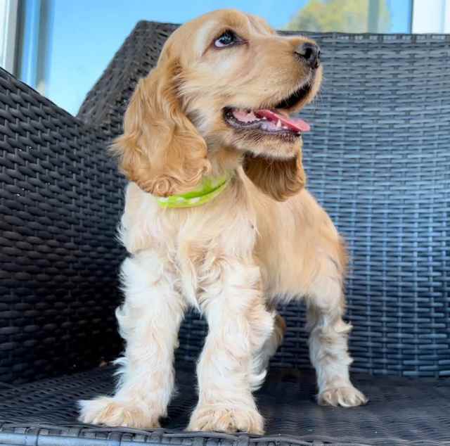 Purebred English Cocker Spaniels | Dogs & Puppies | Gumtree Australia Swan Area - Herne Hill ...