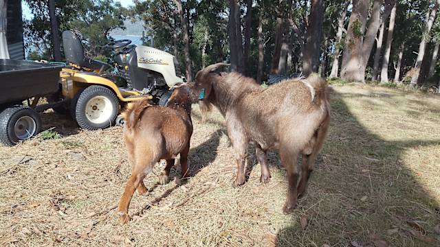 Composite Meat Goat bucks | Livestock | Gumtree Australia Kingborough ...