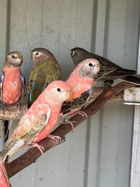 Bourke Parrots - various mutations | Birds | Gumtree Australia Cessnock ...