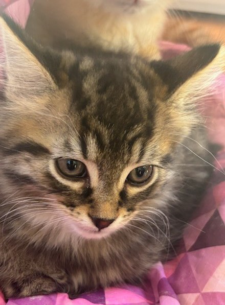 Turkish Angora X Bengal ( Rare ) | Cats & Kittens | Gumtree Australia ...