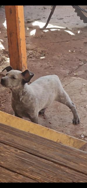 Stumpy tail cattle dog puppy female | Dogs & Puppies | Gumtree ...
