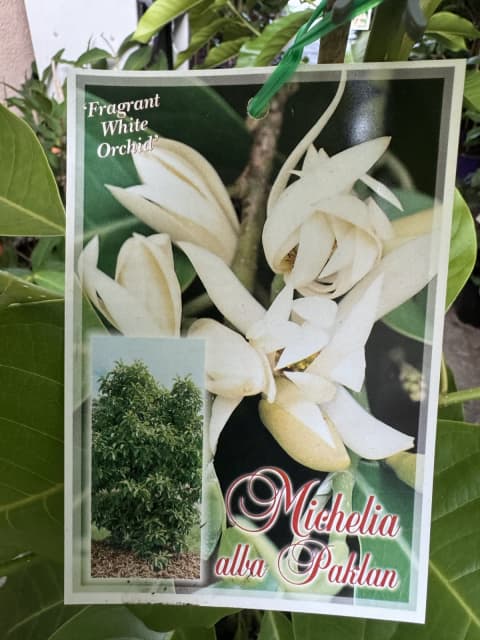 Michelia alba, grafted, mature flower tree - 白兰花, Ngọc lan trắn ...