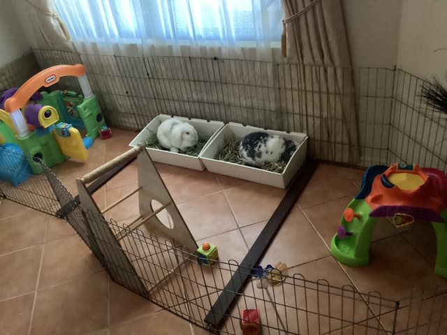 Rabbit sitter/daycare | Sitting | Gumtree Australia Canning Area ...