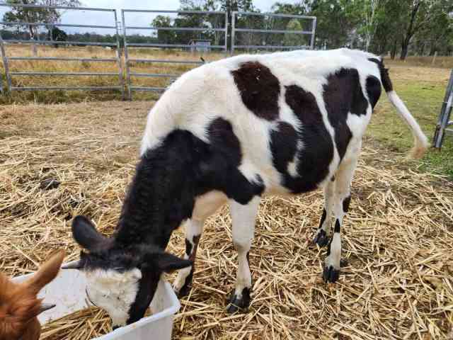 2 beautiful girls | Livestock | Gumtree Australia Ipswich City ...