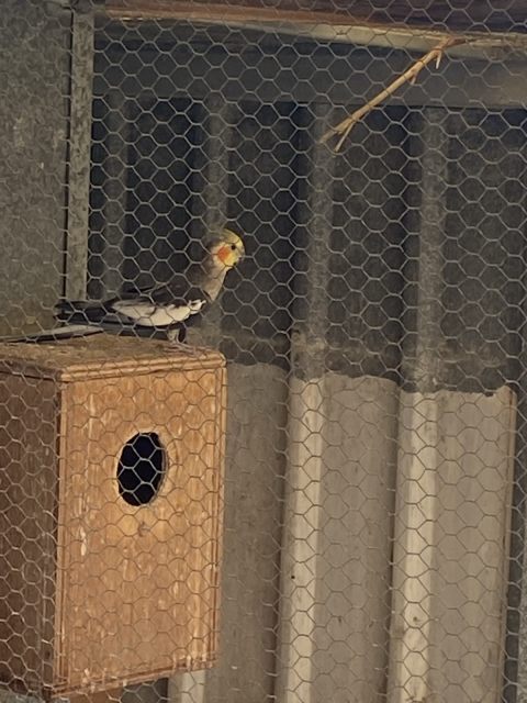 Weiros Pieds | Birds | Gumtree Australia Canning Area - Wilson | 1330776893