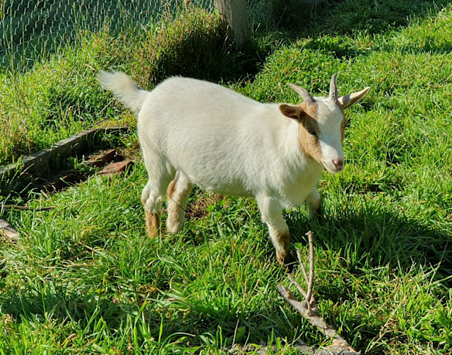 Wethered goats. Nigerian Dwarf cross. | Livestock | Gumtree Australia ...