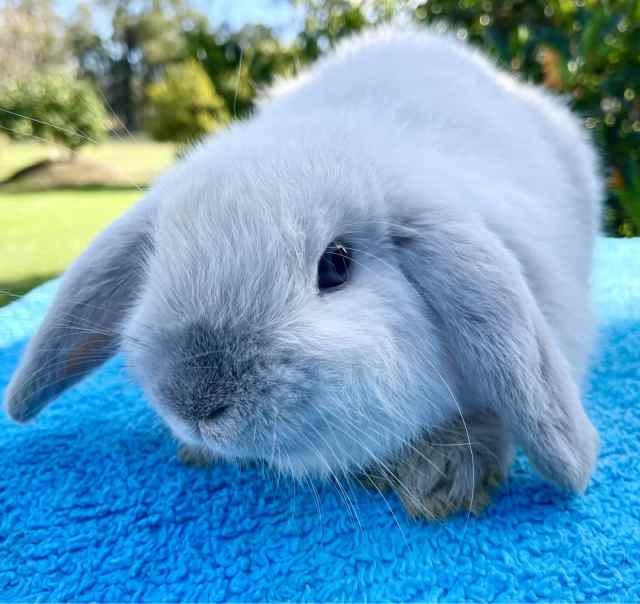 Pure Breed Mini Lop Rabbit | Rabbits | Gumtree Australia Penrith Area ...