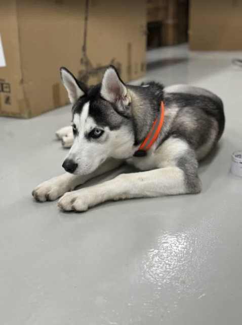 Amazing pure husky trained by Hanrob 6 Months old | Dogs & Puppies ...