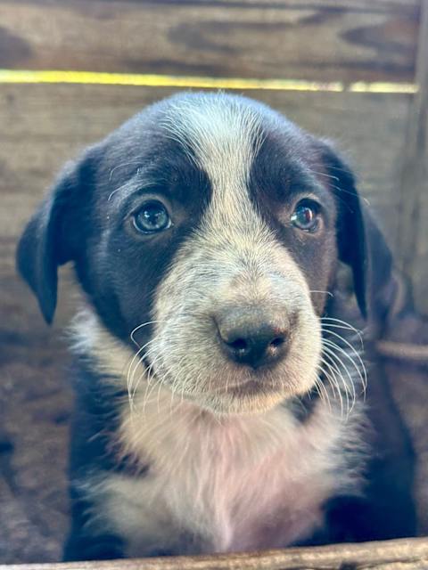 Border Collie x Kelpie Puppies | Dogs & Puppies | Gumtree Australia ...