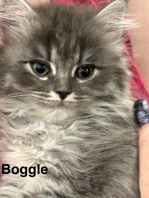 Beautiful British Shorthair x Ragdoll kittens for sale | Cats & Kittens ...