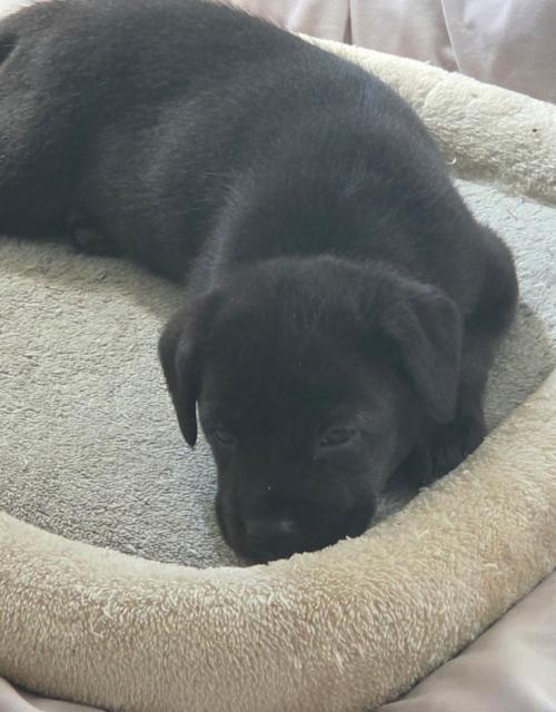 Staffy X Puppy Girl x 1 | Dogs & Puppies | Gumtree Australia Wanneroo ...