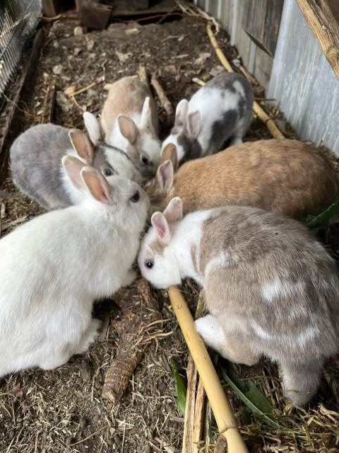 Mix rabbits for sale New Zealand giants mini Rex mini lop cross Rex ...