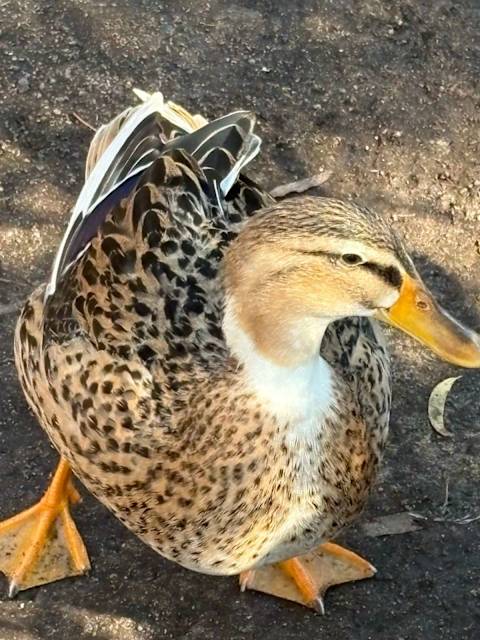 Bantam silver Appleyard ducks pair. | Birds | Gumtree Australia Bega ...