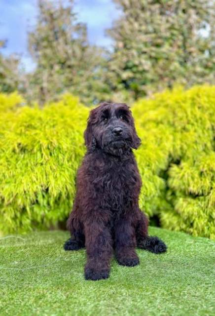 Multigenerational Purebred Australian Labradoodle Pedigree Puppies ...
