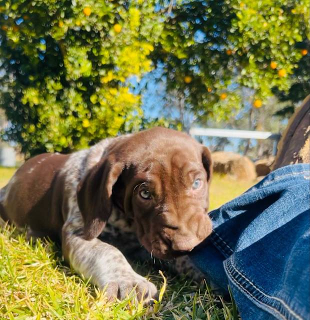 Registered German Shorthaired Pointers | Dogs & Puppies | Gumtree ...