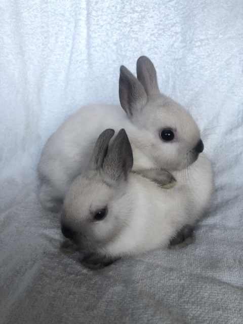 Special pure breed Netherland dwarf baby rabbits M&F | Rabbits ...