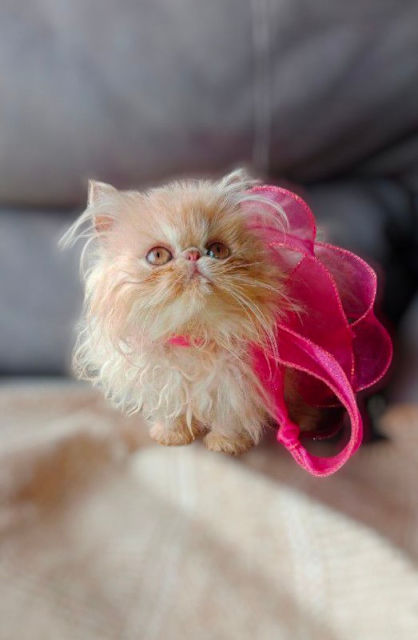 Purebred Blue, Fawn Exotic kittens 💕 🐾 🌺 | Cats & Kittens | Gumtree ...