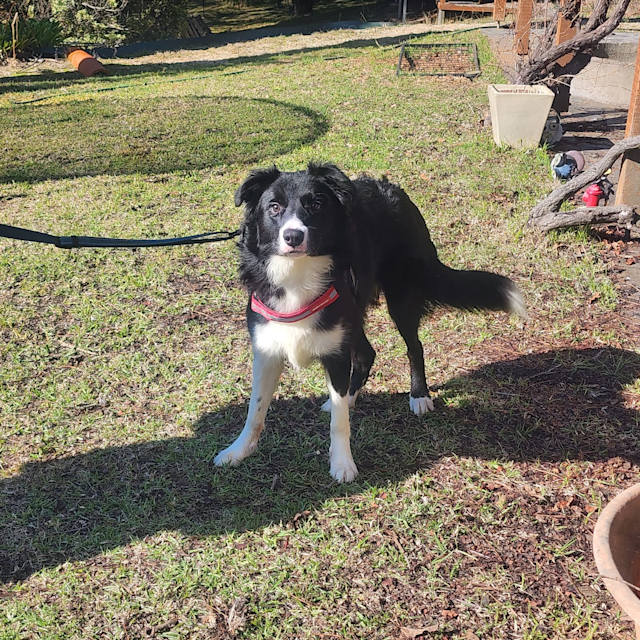 male border collie | Dogs & Puppies | Gumtree Australia Blayney Area ...