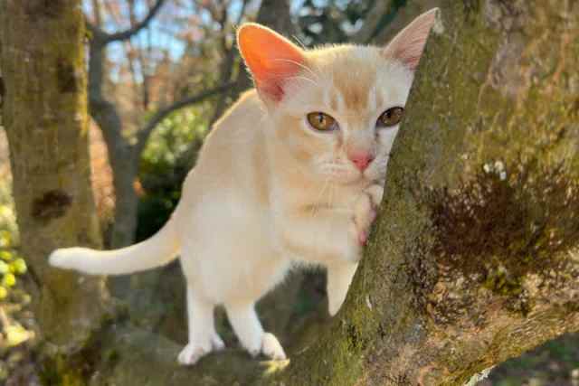 3 Red Burmese Male Kittens available | Cats & Kittens | Gumtree ...