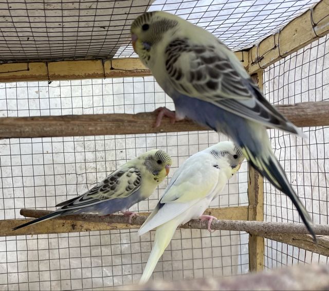 FS: BUDGIES-YOUNG- | Birds | Gumtree Australia Wollongong Area ...